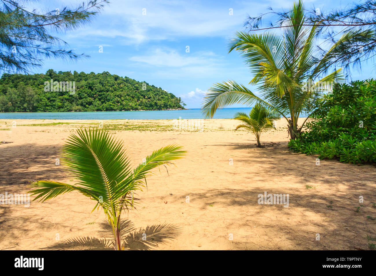 Young palm trees hi-res stock photography and images - Alamy
