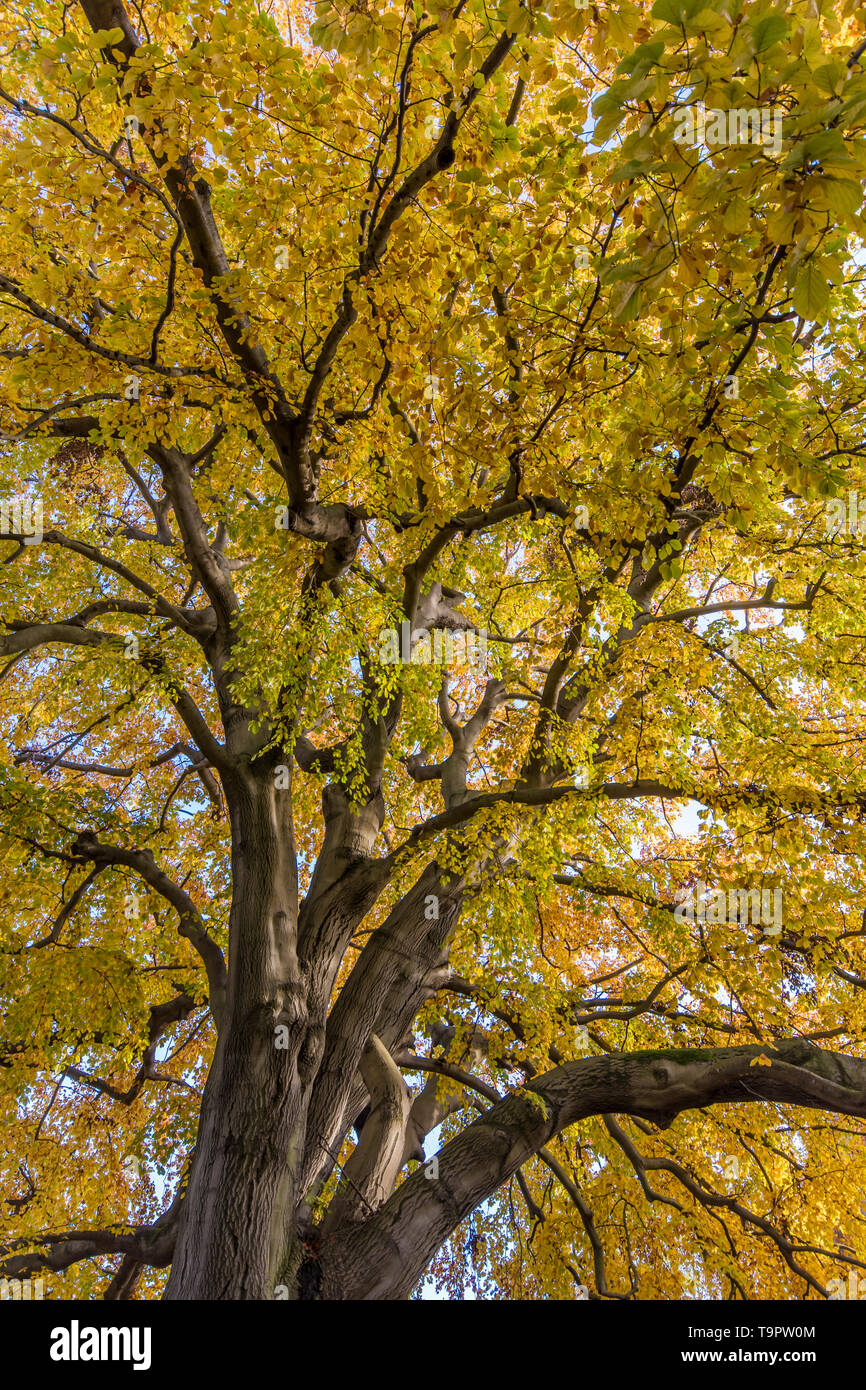 Beautiful yellow discolored leaves on a deciduous tree hi-res stock ...