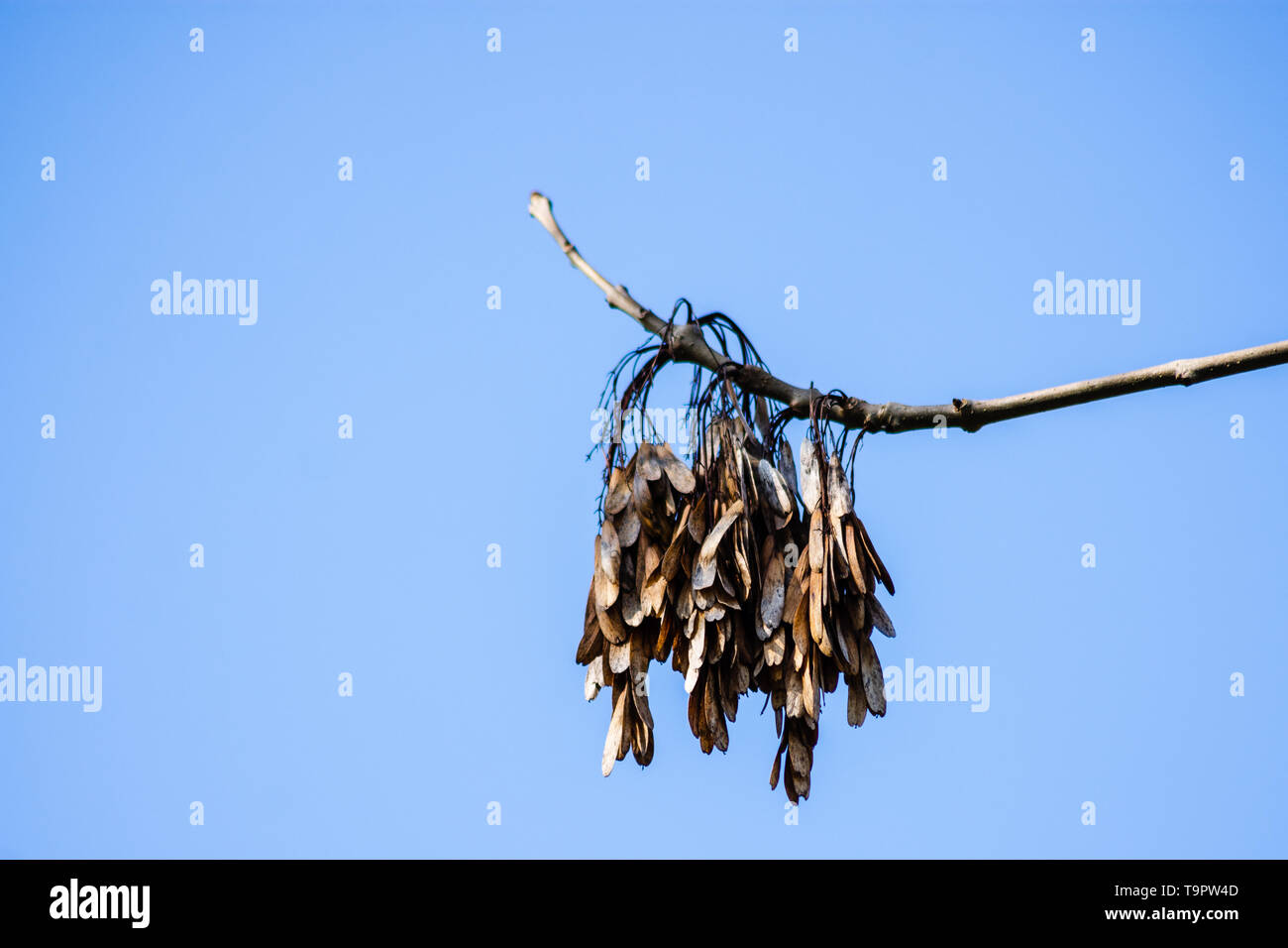 Last seasons winged seeds known as keys from an Ash tree Fraxinus ...