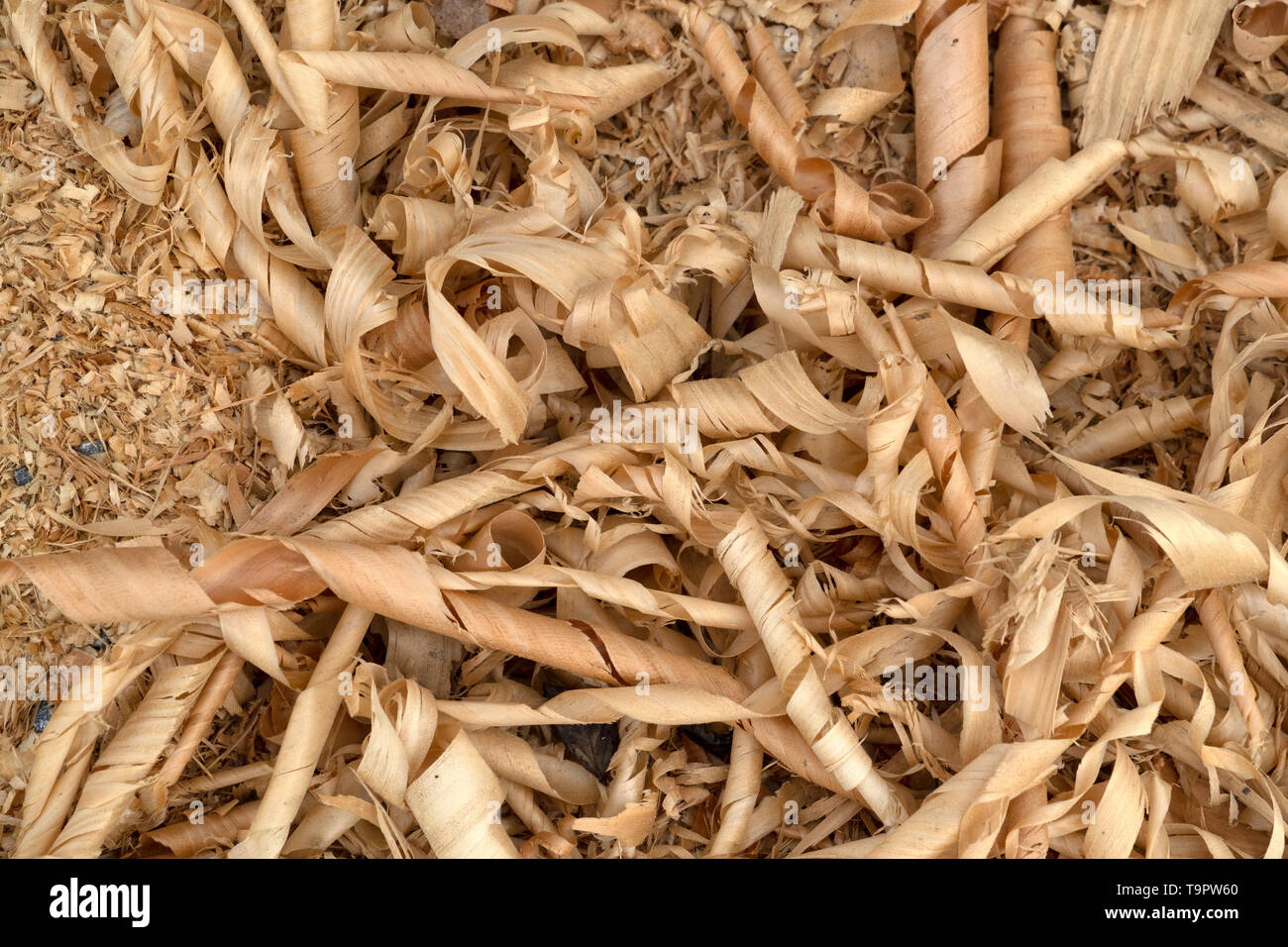 Wood chippings in sawmill detail close up Stock Photo - Alamy