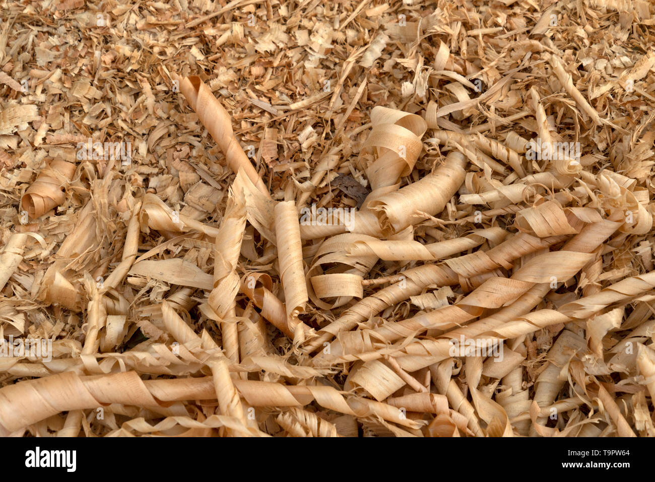 Wood chippings in sawmill detail close up Stock Photo - Alamy