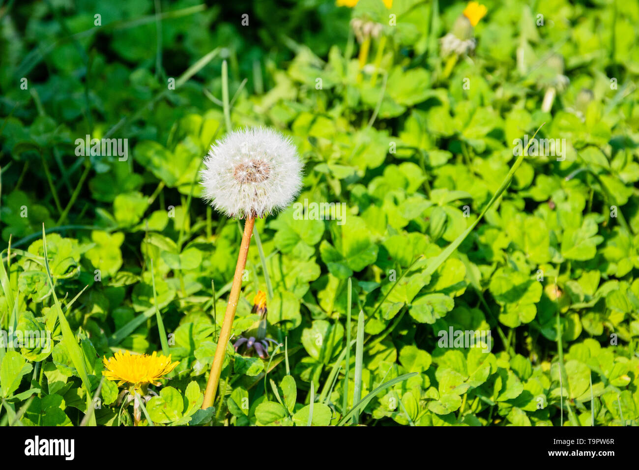 A dandelion clock made up of a head of wind borne seeds against a ...