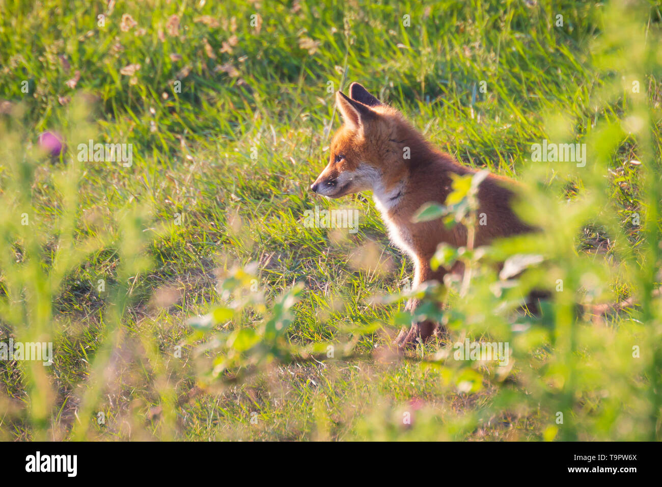 Fox nest hi-res stock photography and images - Alamy