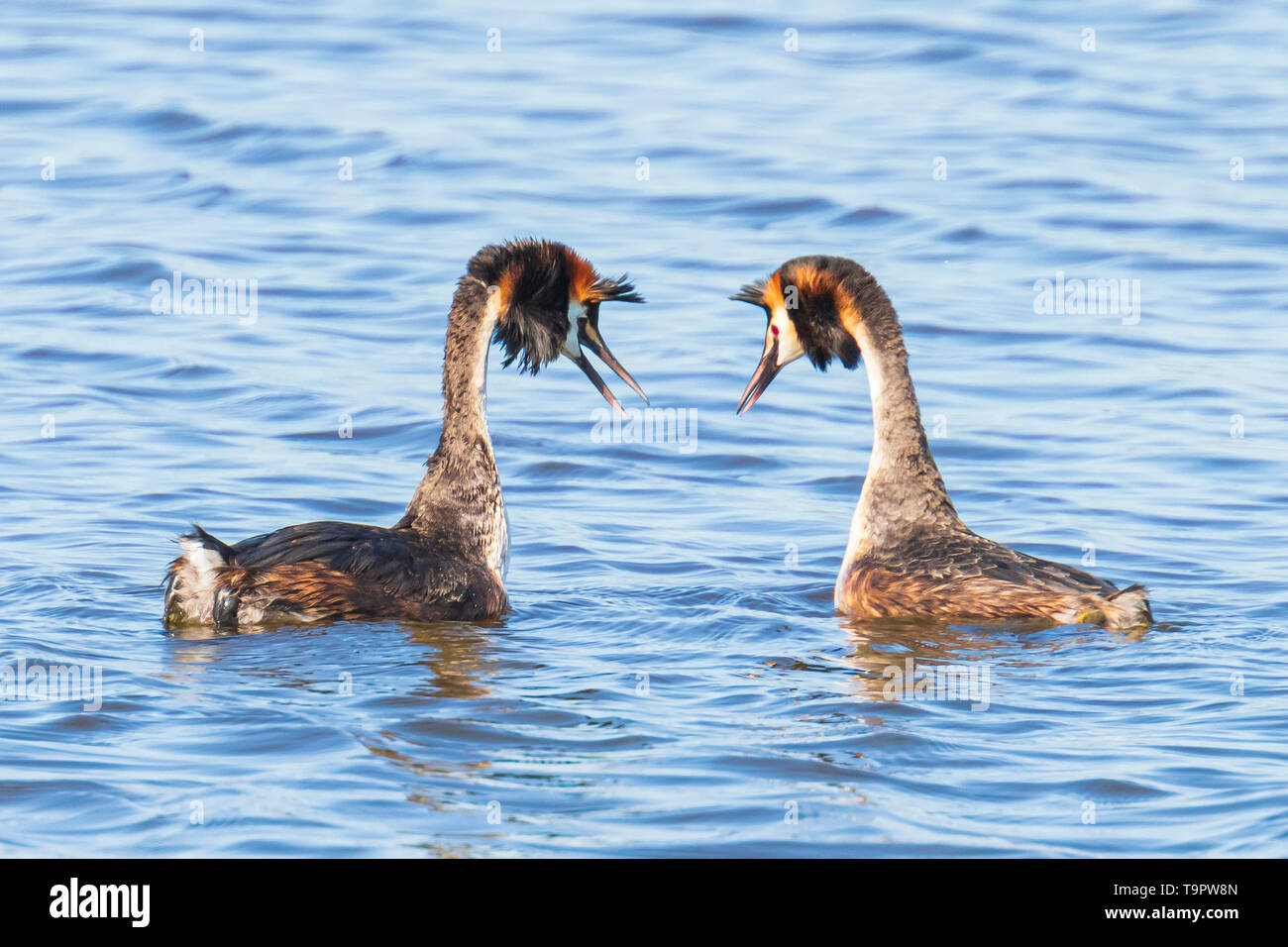 Season mating hi-res stock photography and images - Alamy