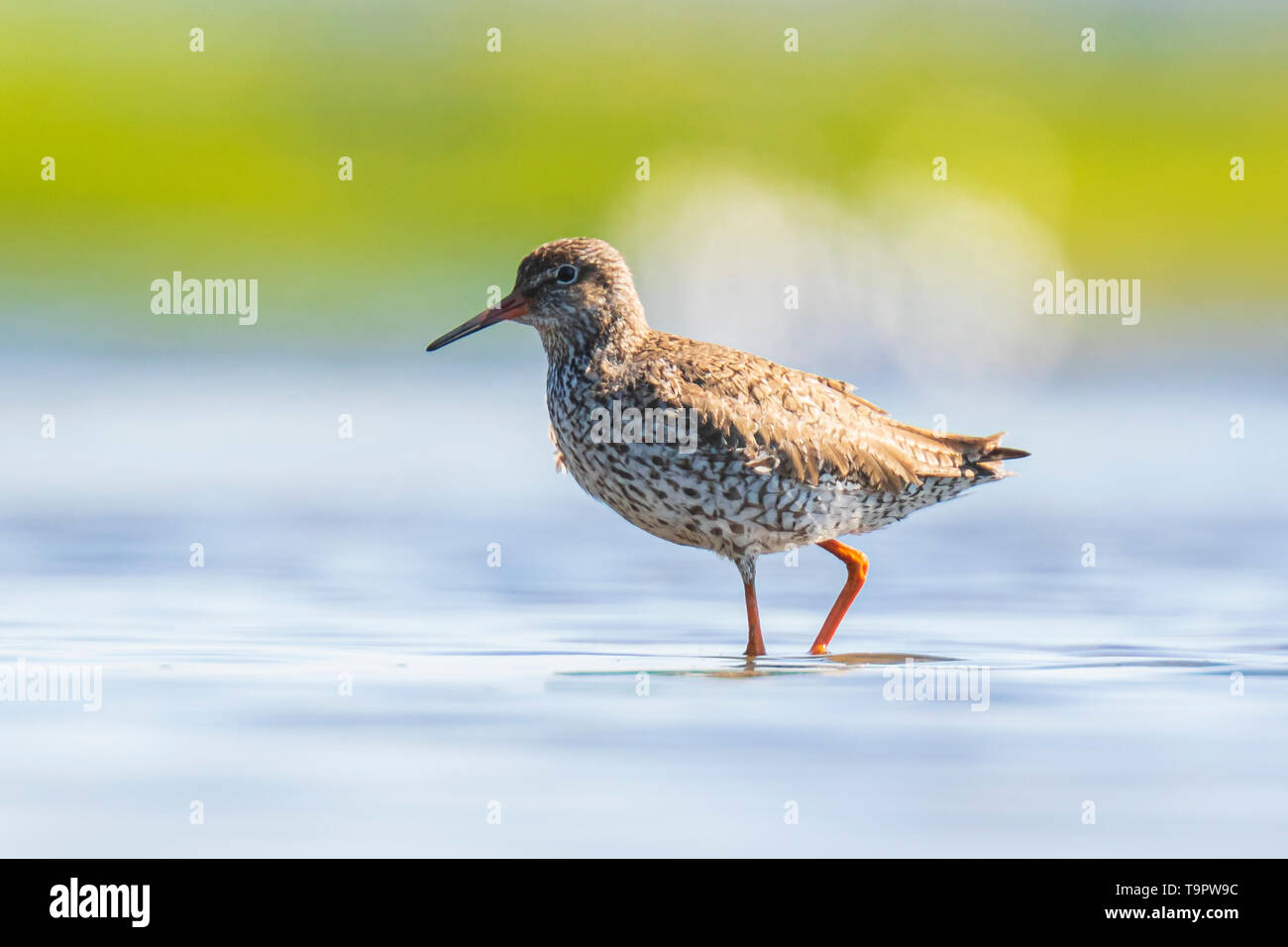 Wader bird hi-res stock photography and images - Alamy