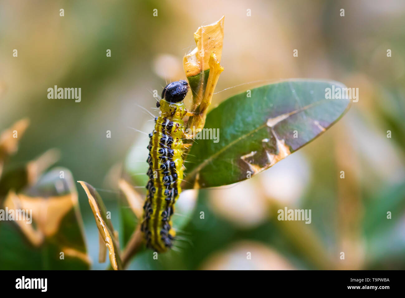Box tree moth, Cydalima perspectalis, an invasive species in Europe and ...