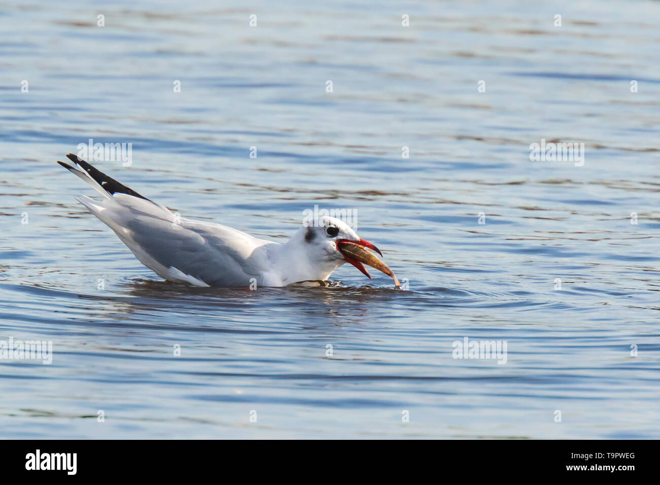 Black-headed gull, Chroicocephalus ridibundus, catching a fish out of ...