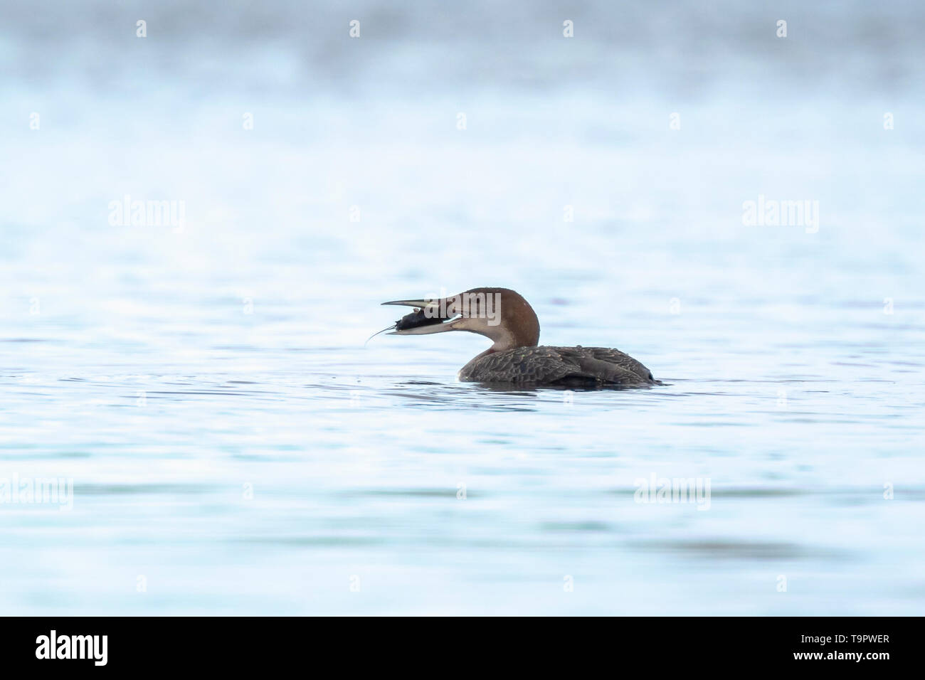 Common loon Gavia immer also known as the great northern diver or great ...