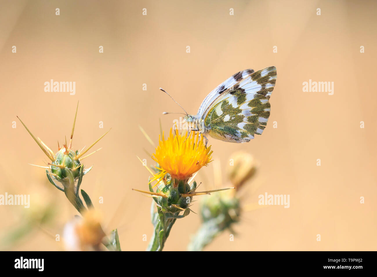 Mediterranean butterfly hi-res stock photography and images - Alamy