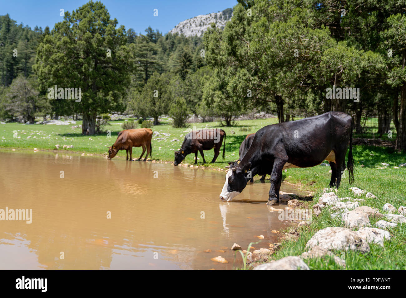 Cow standing landscape cattle hi-res stock photography and images - Alamy