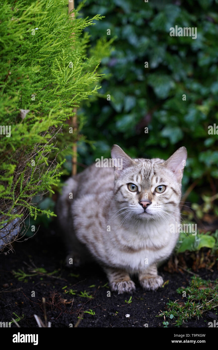 Snow Bengal cat Stock Photo - Alamy