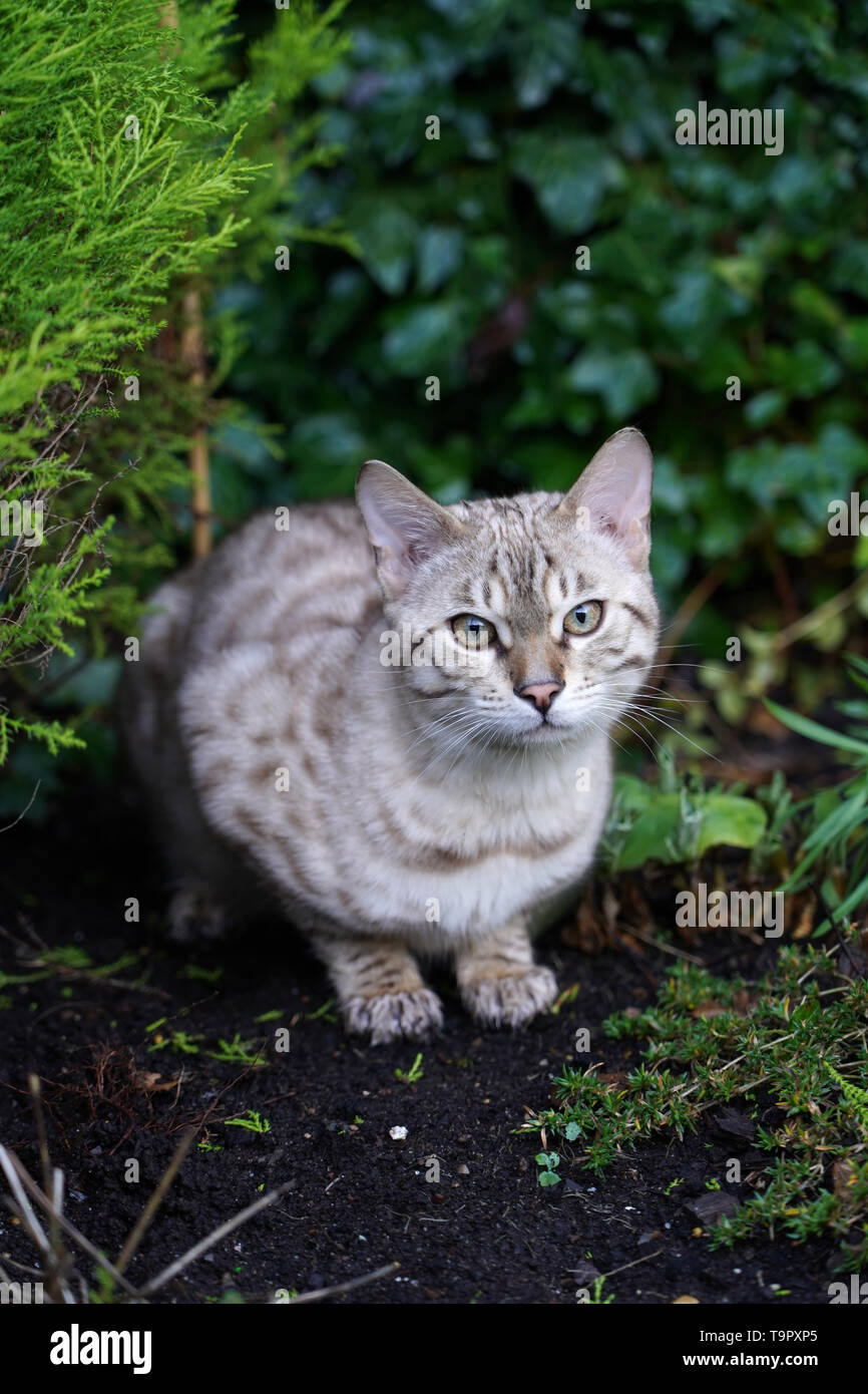 Snow Bengal cat Stock Photo - Alamy