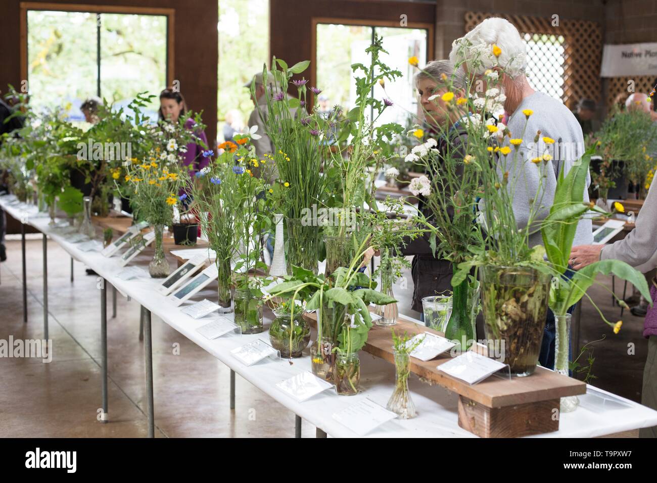 People viewing wildflower specimens on display at the Wildflower ...