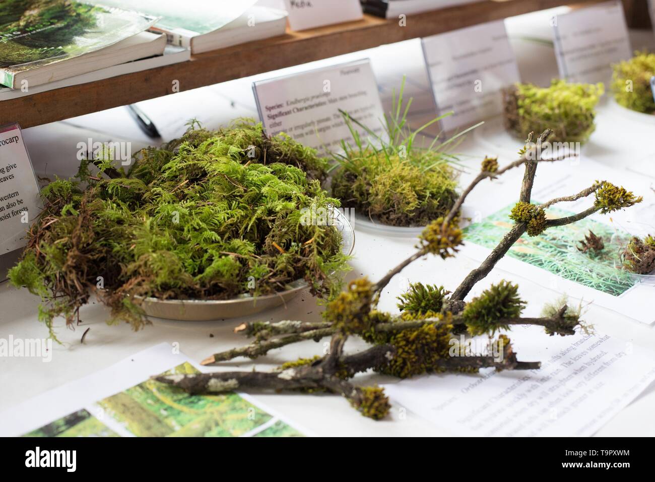 An educational moss display, at the Wildflower Festival at Mount Pisgah ...