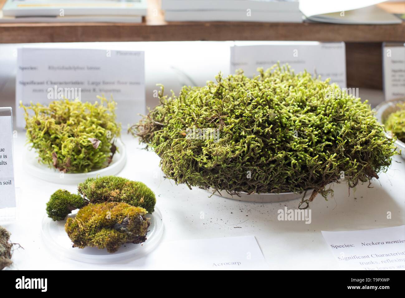 An educational moss display, at the Wildflower Festival at Mount Pisgah ...