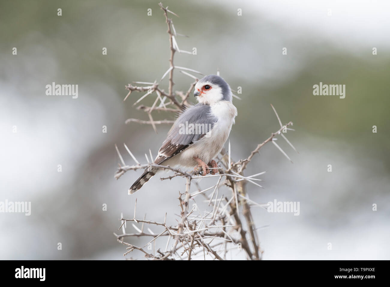 Female pygmy falcon hi-res stock photography and images - Alamy
