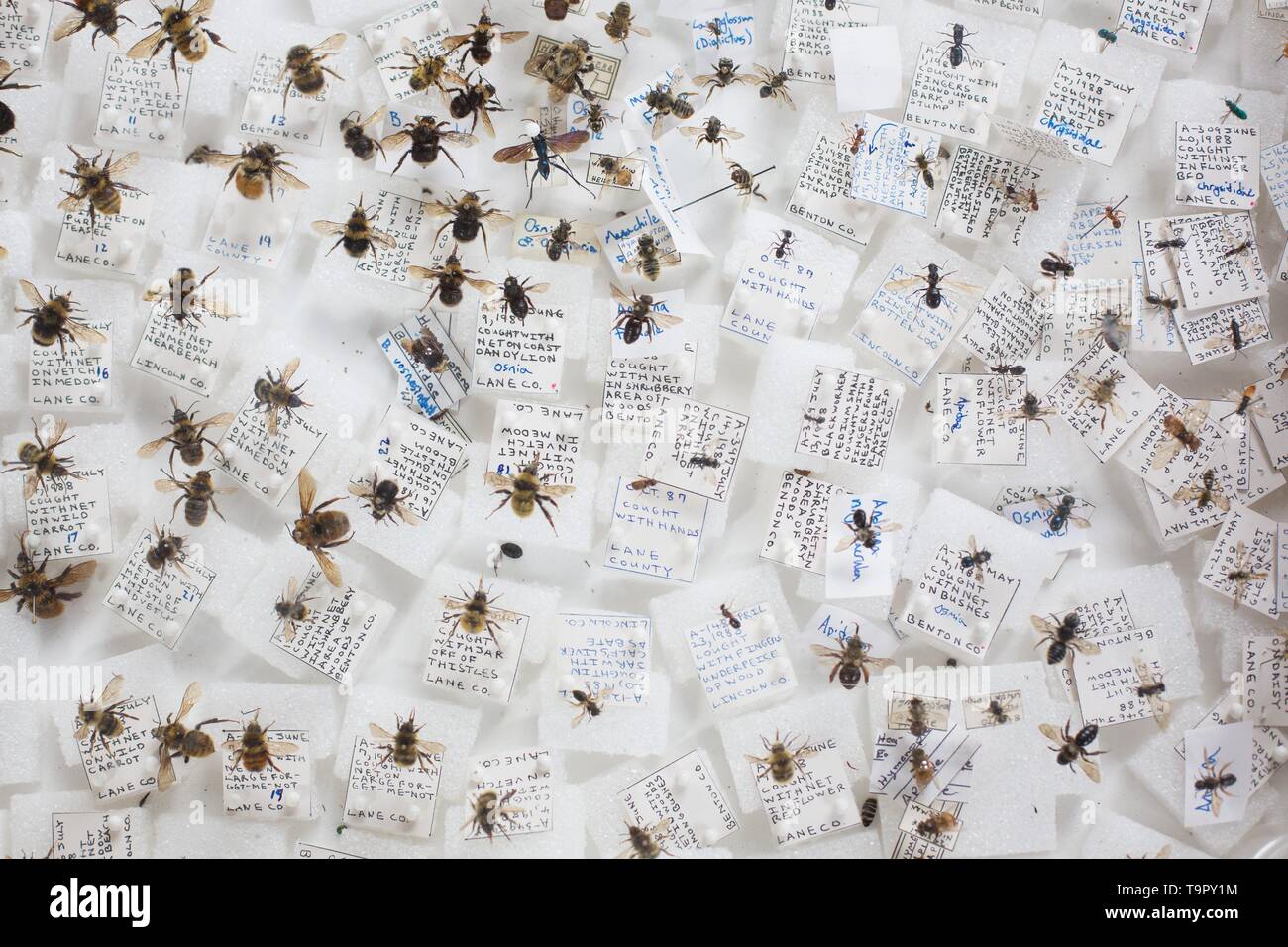 A display of pinned, preserved bee samples, at the Wildflower Festival ...