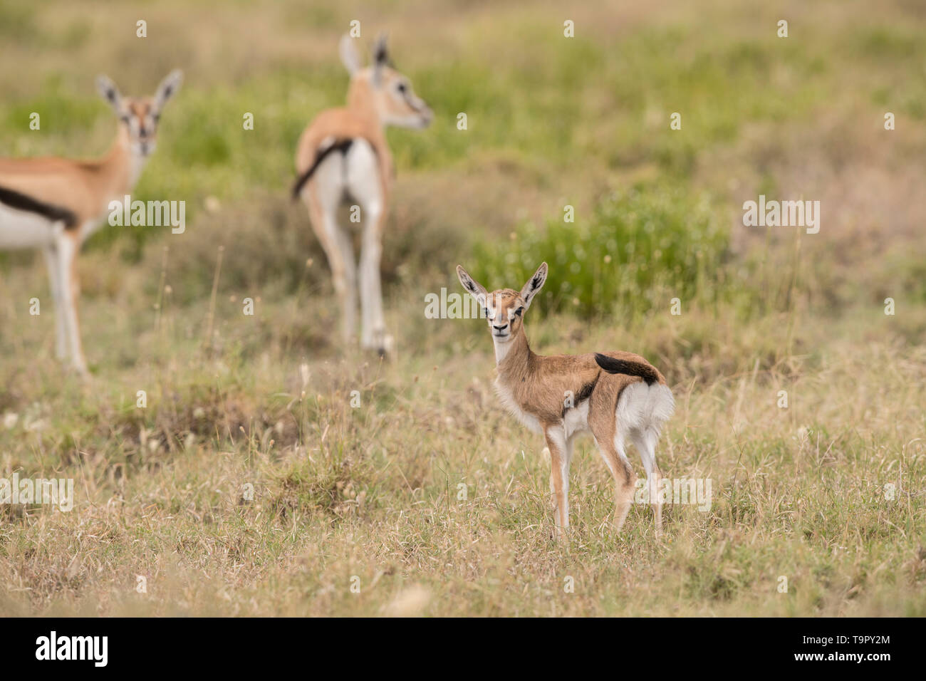 Baby gazelle hi-res stock photography and images - Alamy