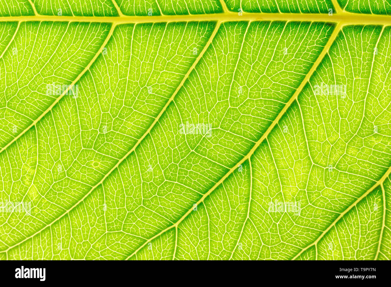 Green Leaf pattern texture background with light behind for website ...