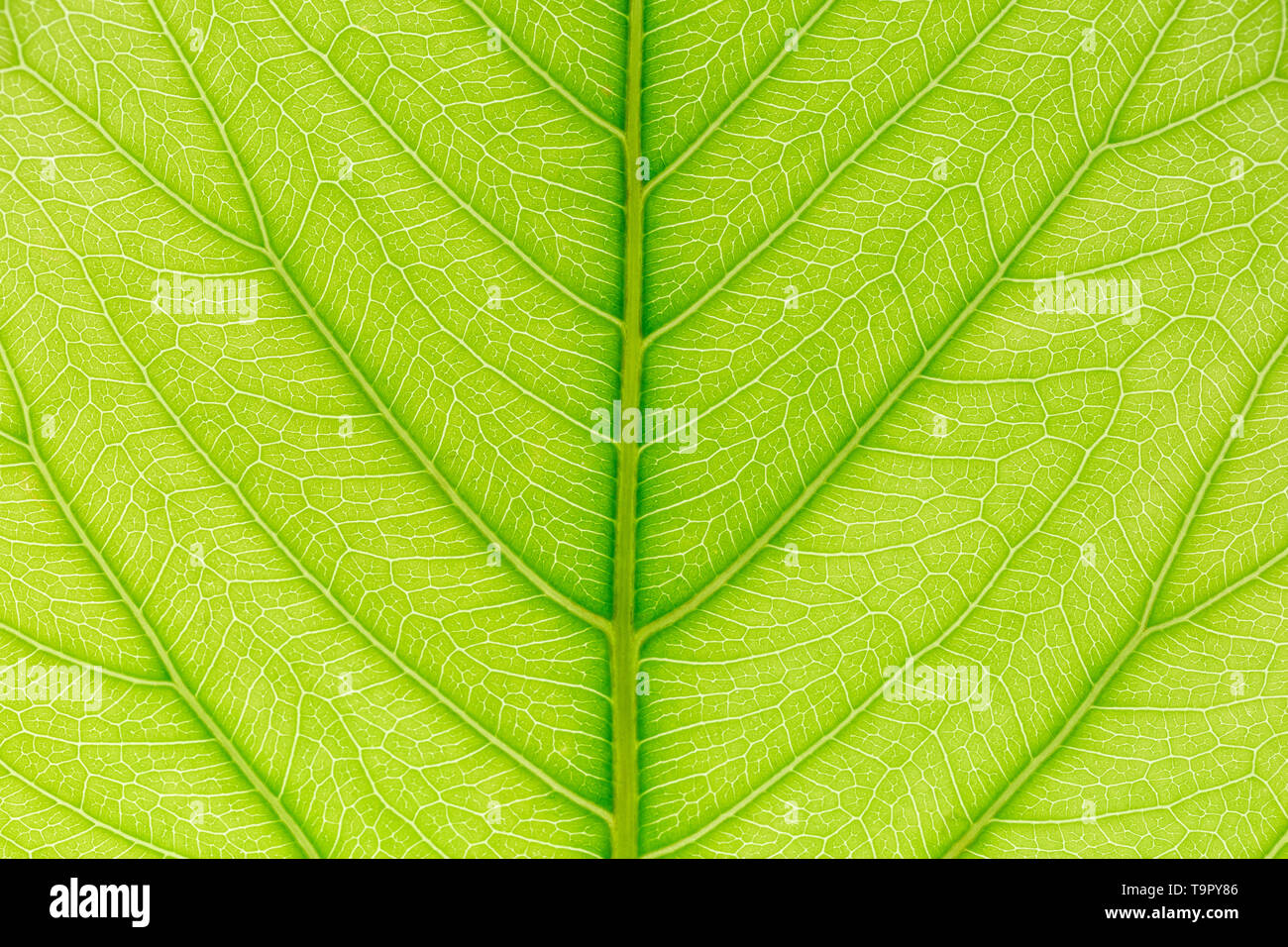 Green Leaf pattern texture background with light behind for website ...
