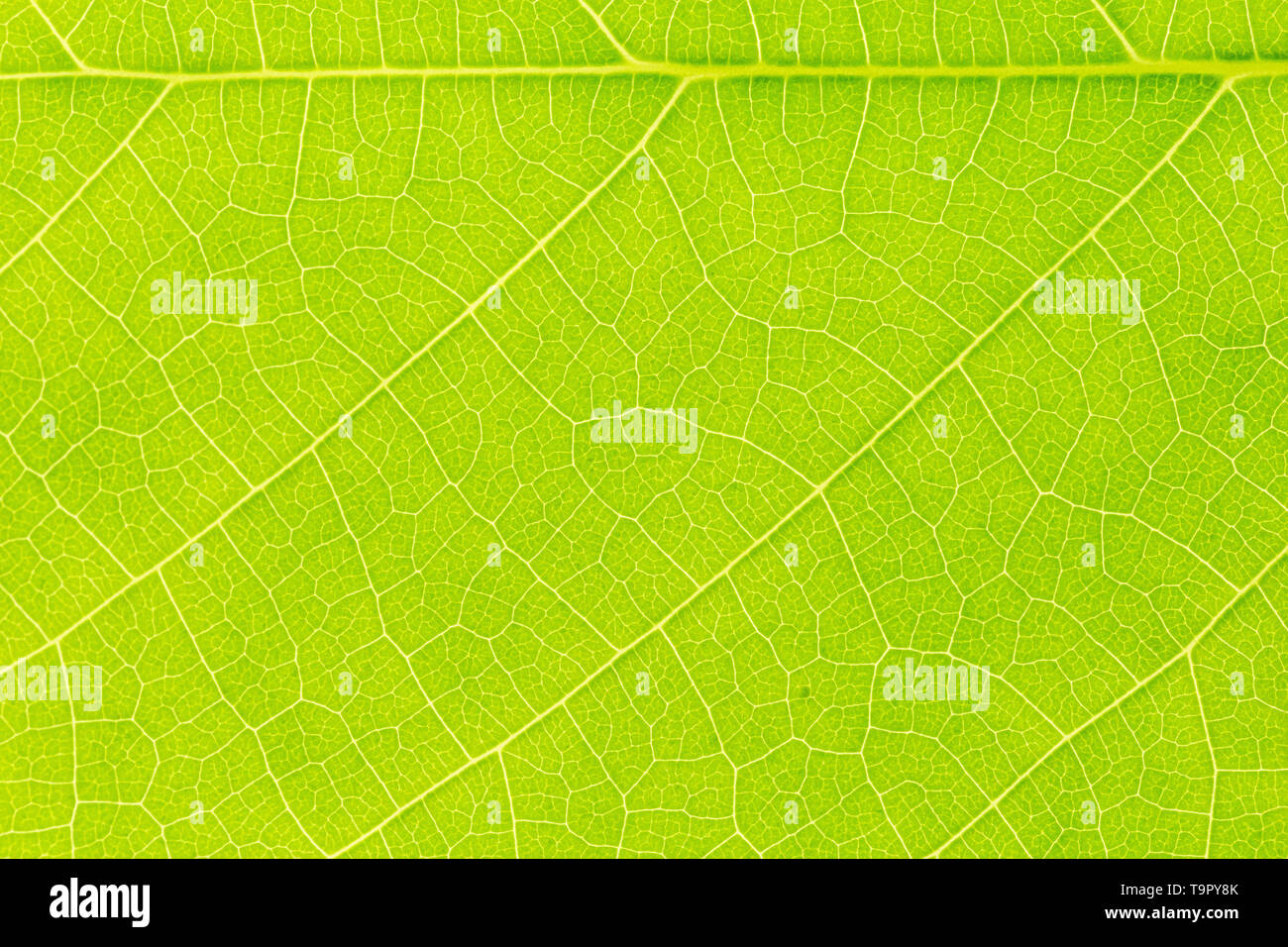 Green Leaf pattern texture background with light behind for website ...