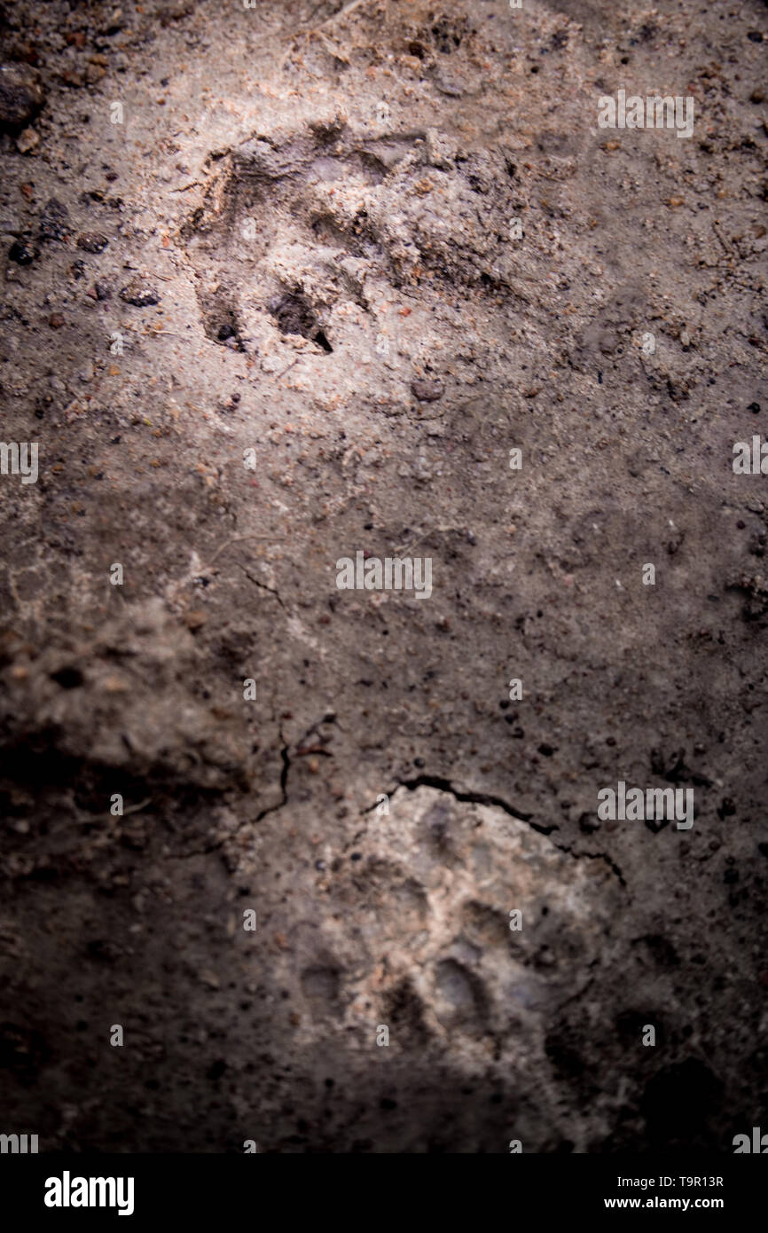 Wild animal footprint tread on soft soil ground Stock Photo - Alamy