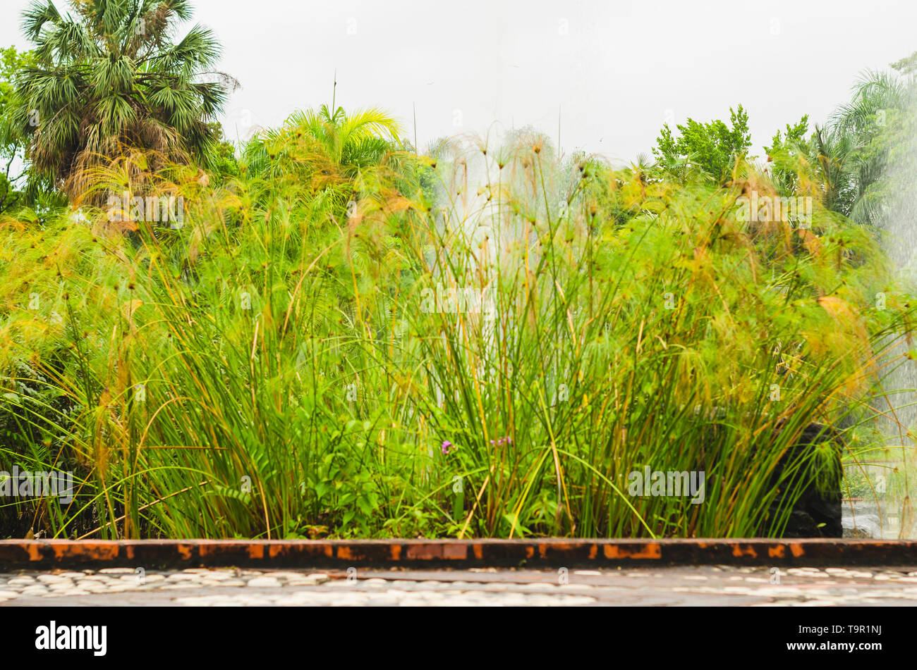 Papyrus plant hi-res stock photography and images - Alamy