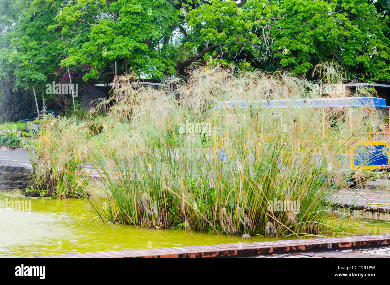Papyrus plant, in a pond with a background fountain with beautiful ...