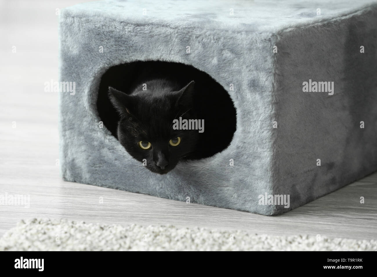 Cute black cat hiding in its house Stock Photo - Alamy