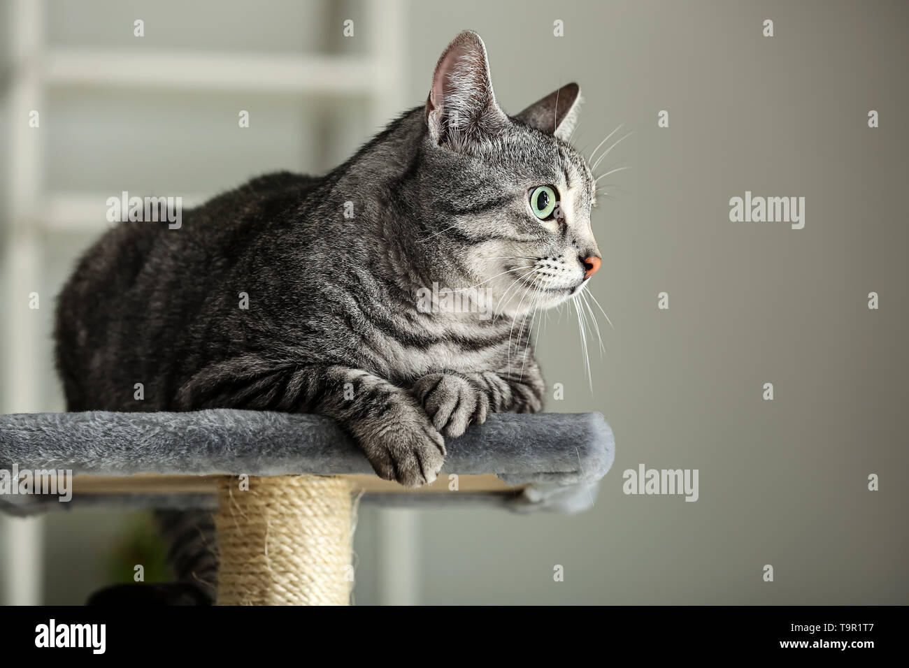 Cute cat on scratching post at home Stock Photo - Alamy