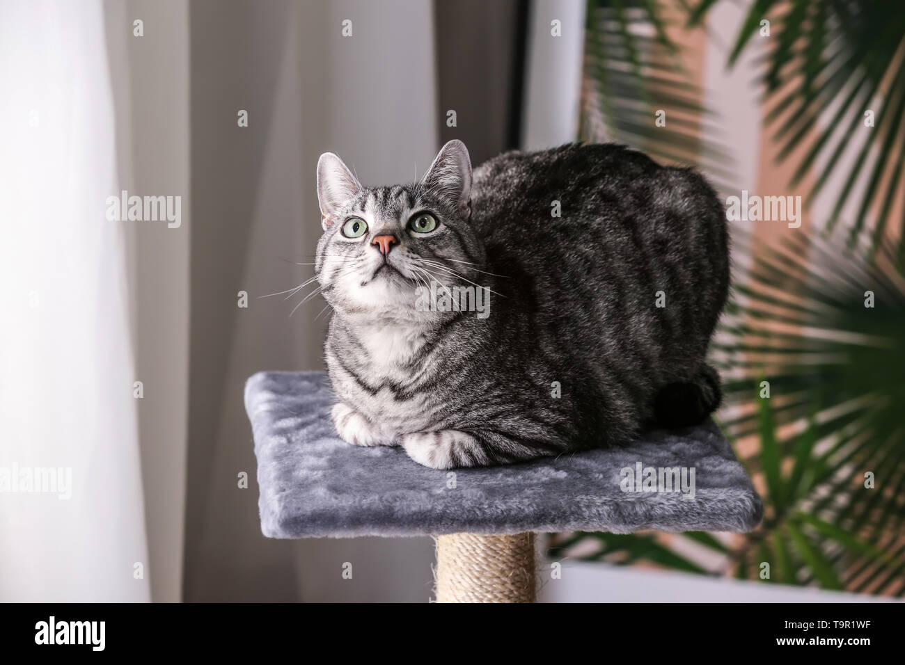 Cute funny cat on scratching post Stock Photo - Alamy