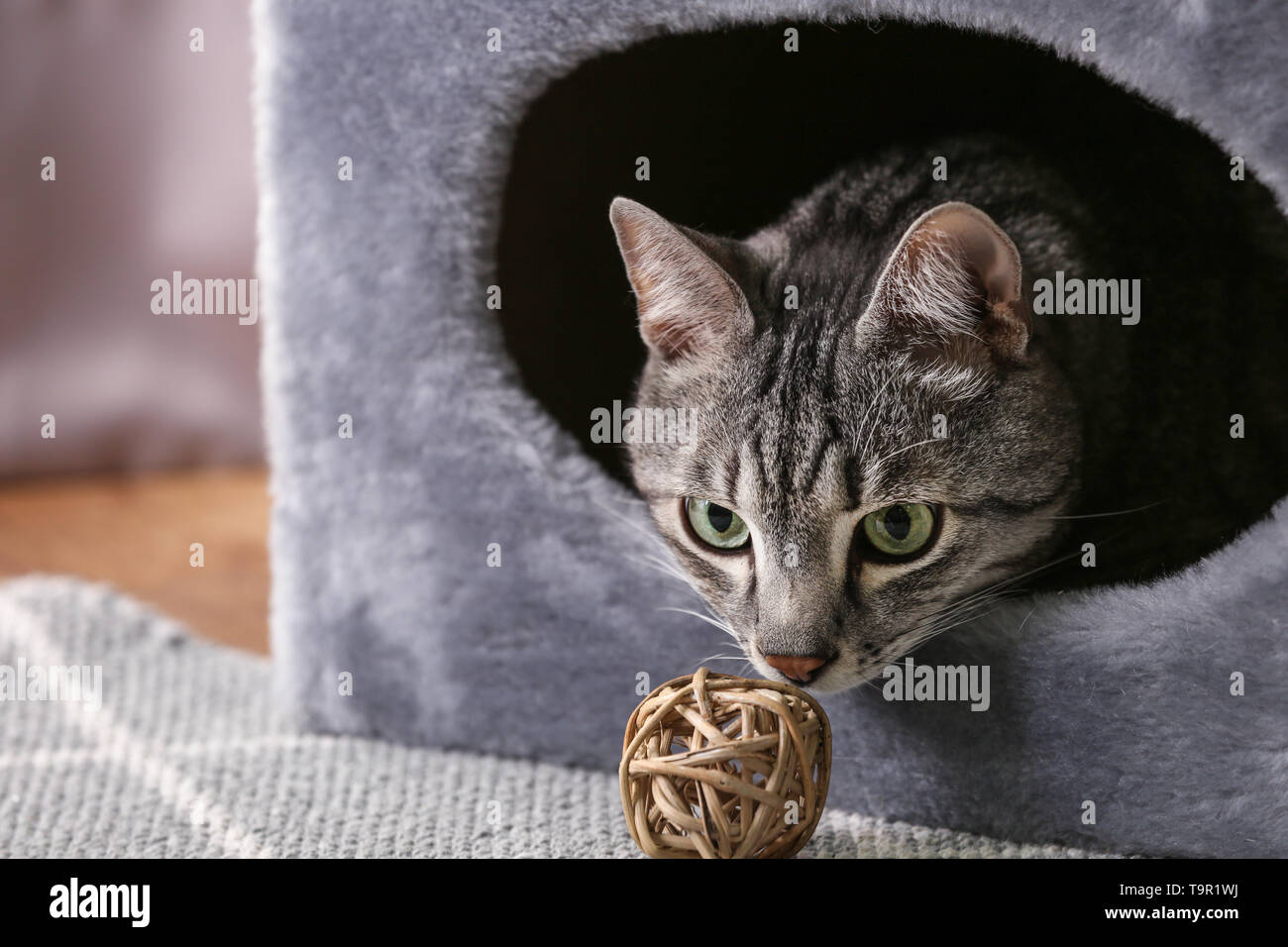 Cute funny cat hiding in its house Stock Photo - Alamy