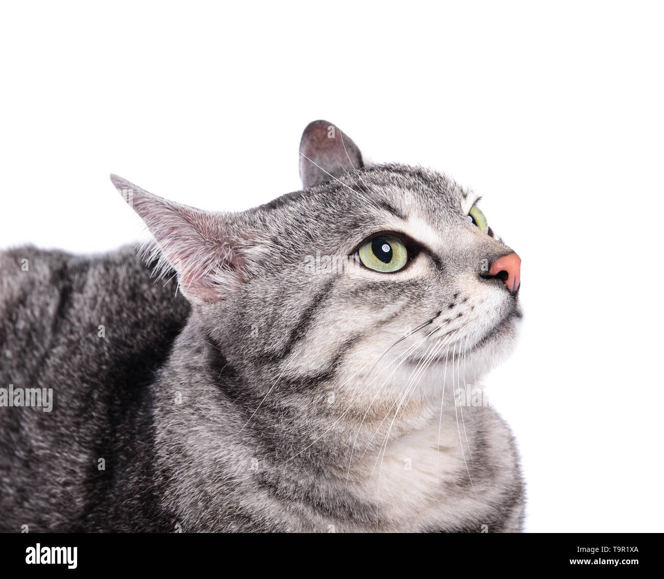 Cute funny cat on white background Stock Photo - Alamy