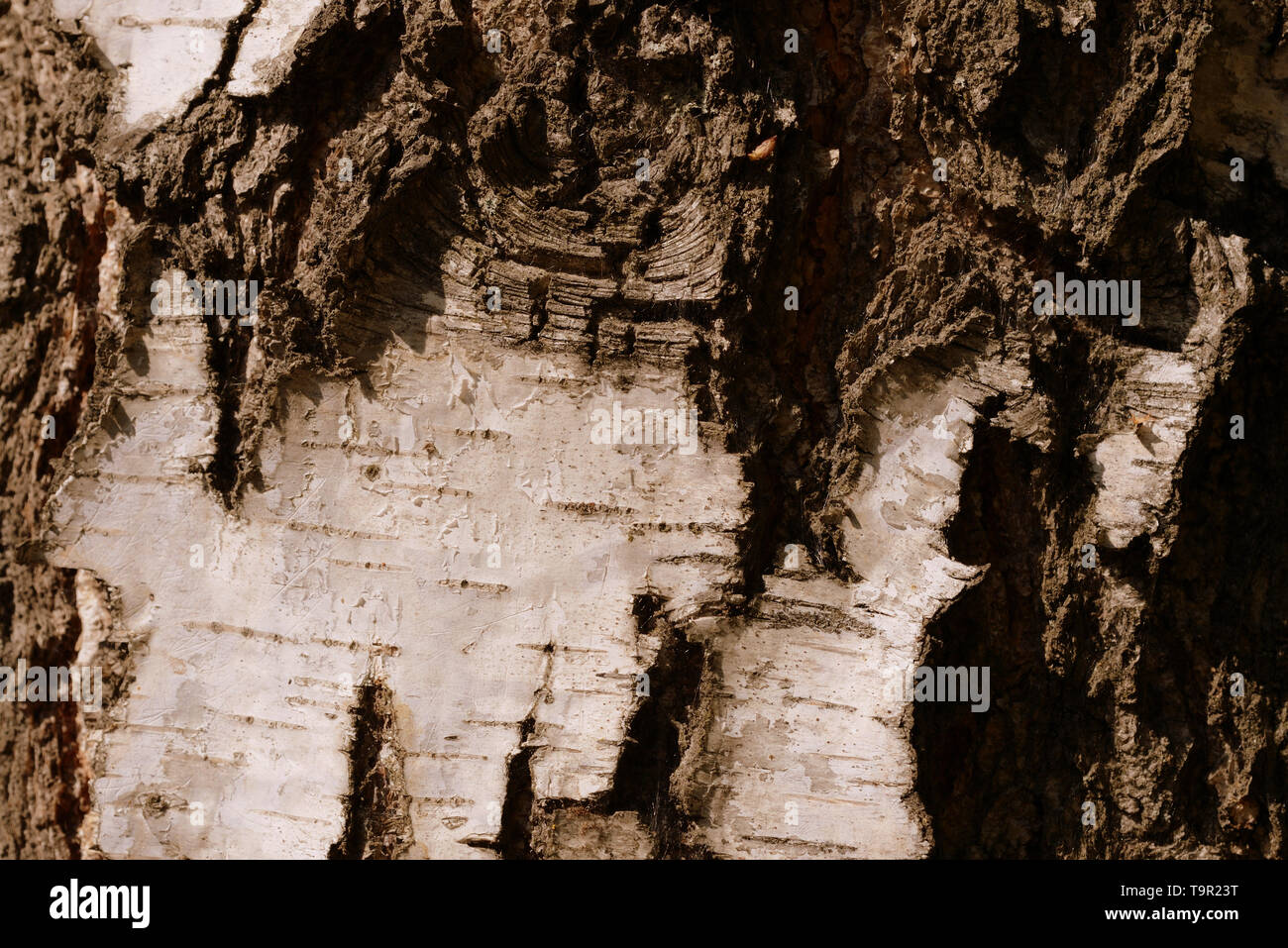 Birch bark background close up. Natural texture brown color toned Stock ...