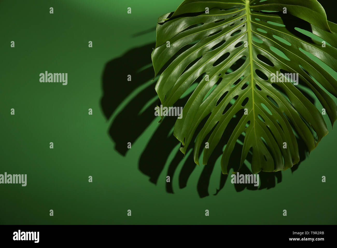 Green tropical leaf on color background Stock Photo - Alamy