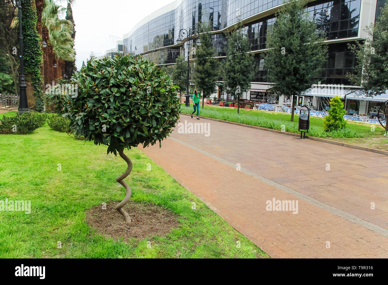 Topiary tree spiral hi-res stock photography and images - Alamy