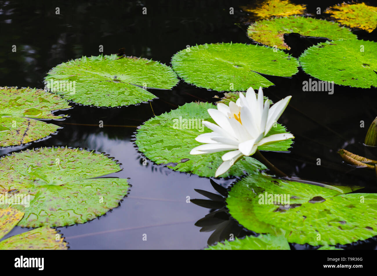 White nenufar in a pond surrounded by floating green leaves and ...