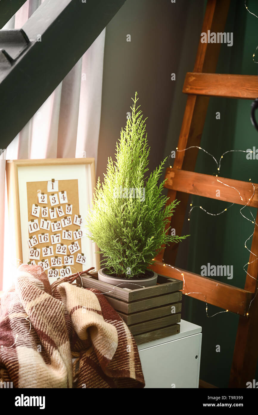 Lemon cypress tree in interior of room Stock Photo - Alamy