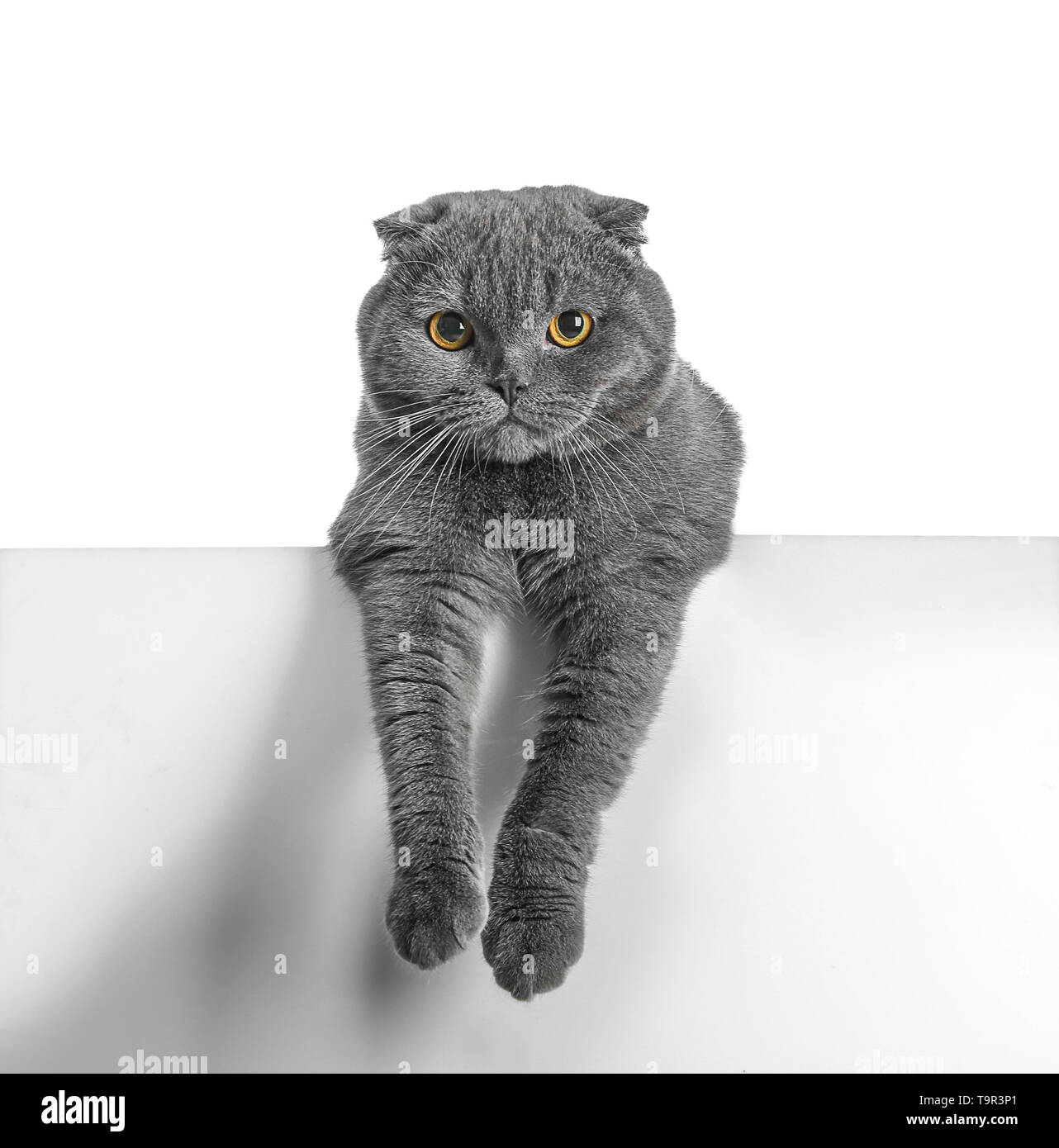 Cute cat with poster on white background Stock Photo - Alamy