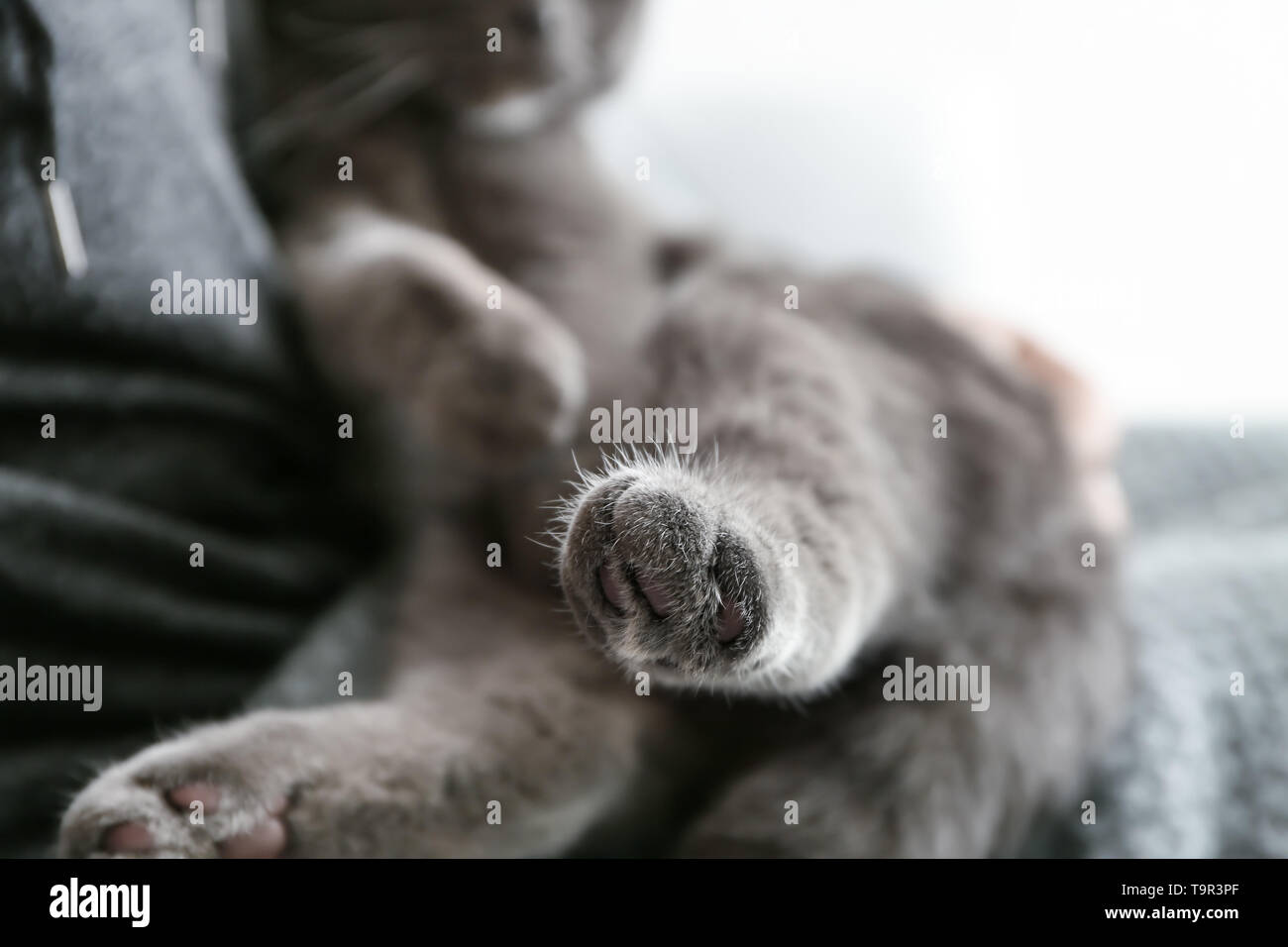 Soft paws hi-res stock photography and images - Alamy