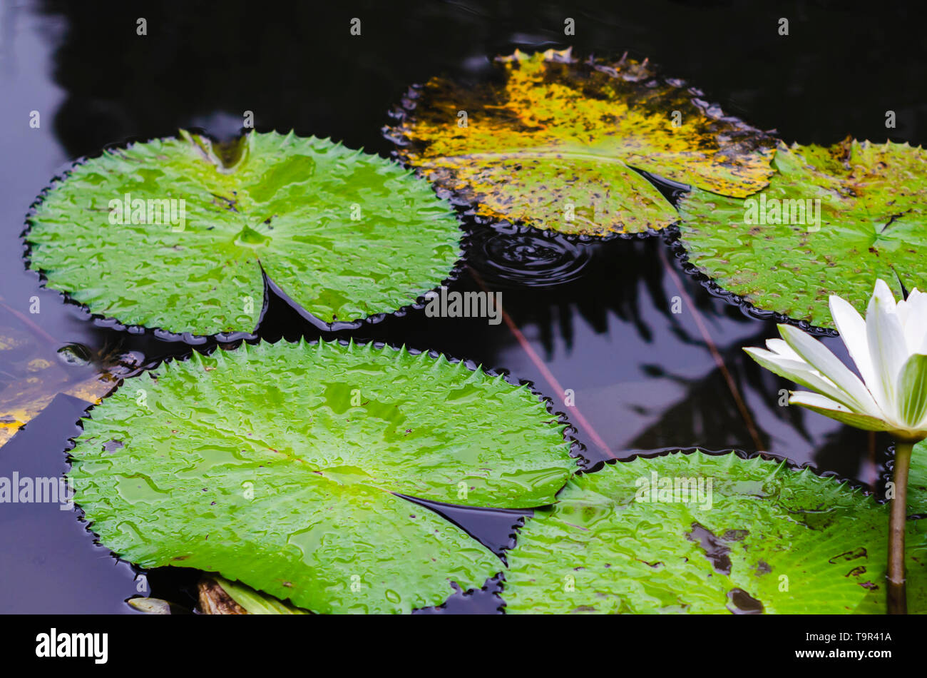 White nenufar in a pond surrounded by floating green leaves and ...