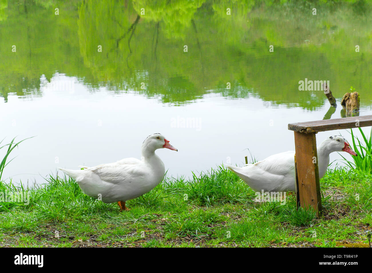 Natural scene muscovy duck hi-res stock photography and images - Alamy