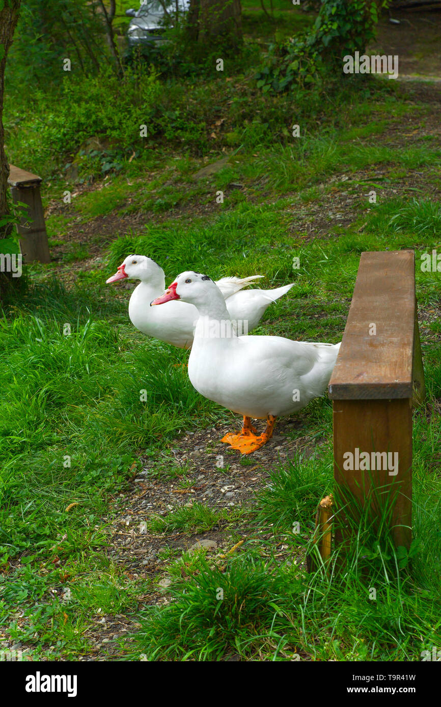 Two ducks in grass field hi-res stock photography and images - Alamy
