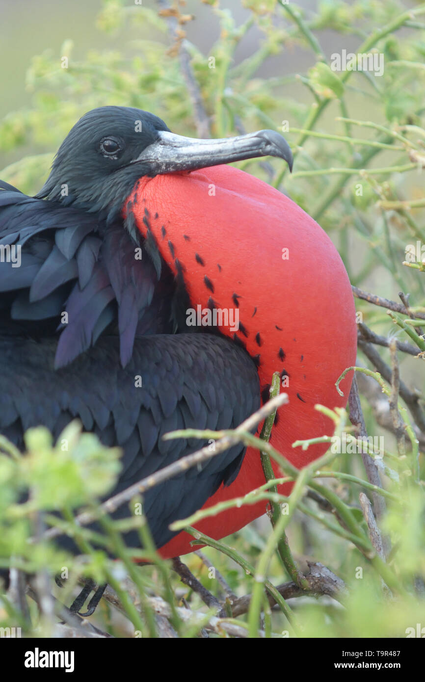 Male Magnificent Frigatebird (Fregata magnificens) displaying with ...