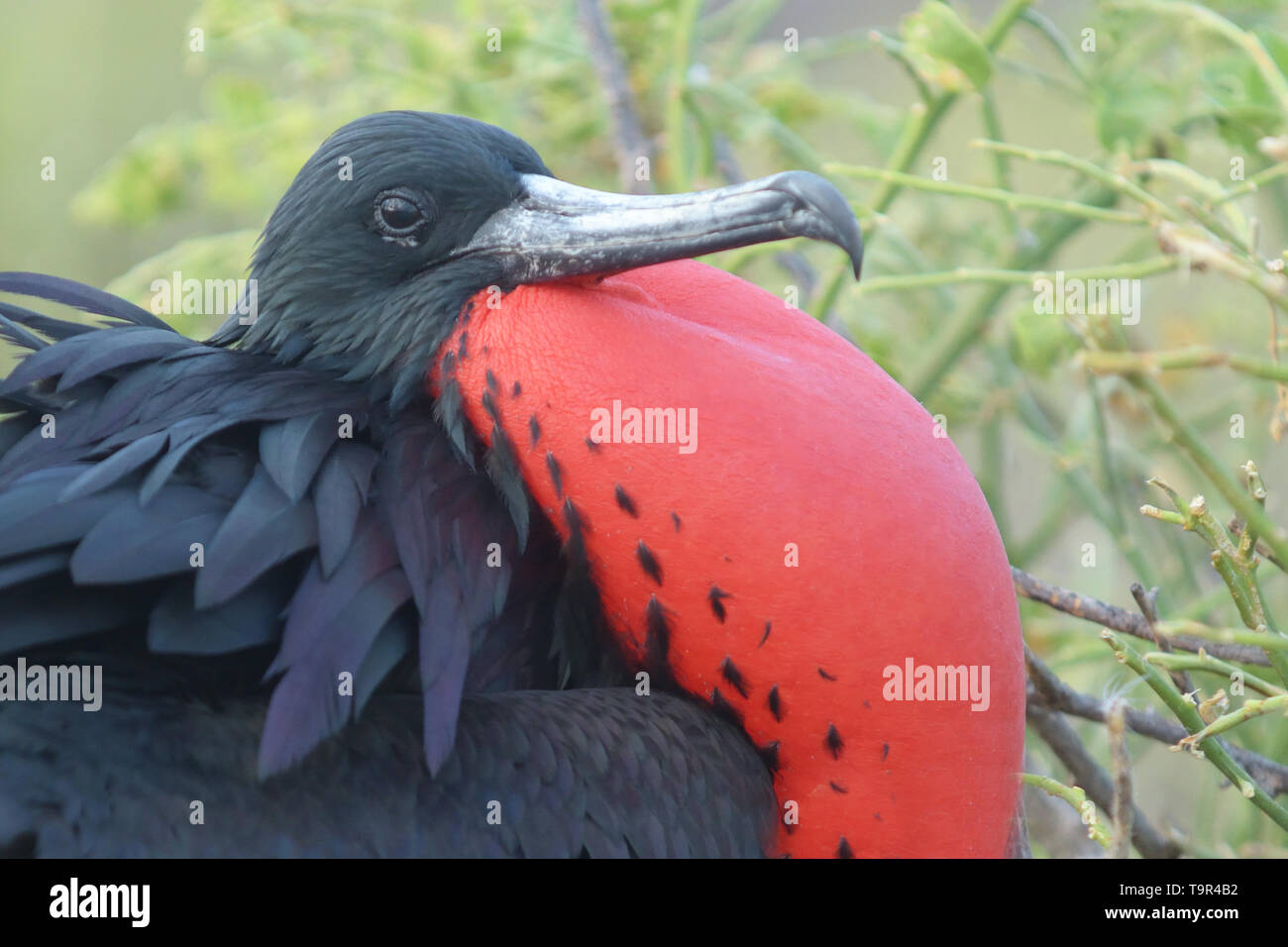 Red gular sac hi-res stock photography and images - Alamy