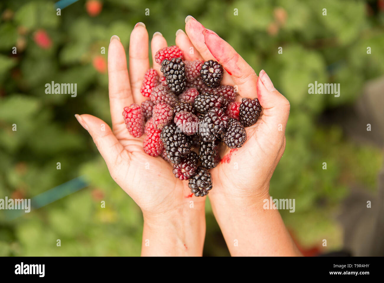 Hands holding freshly harvested berries in Tasmania, Australia Stock ...