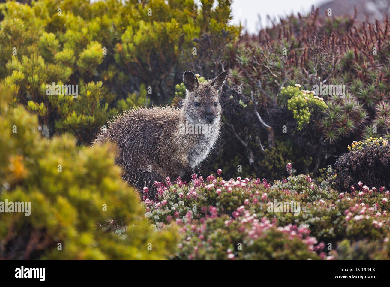 A wallaby with its winter coat on Mount Wellington. Hobart, Tasmania ...