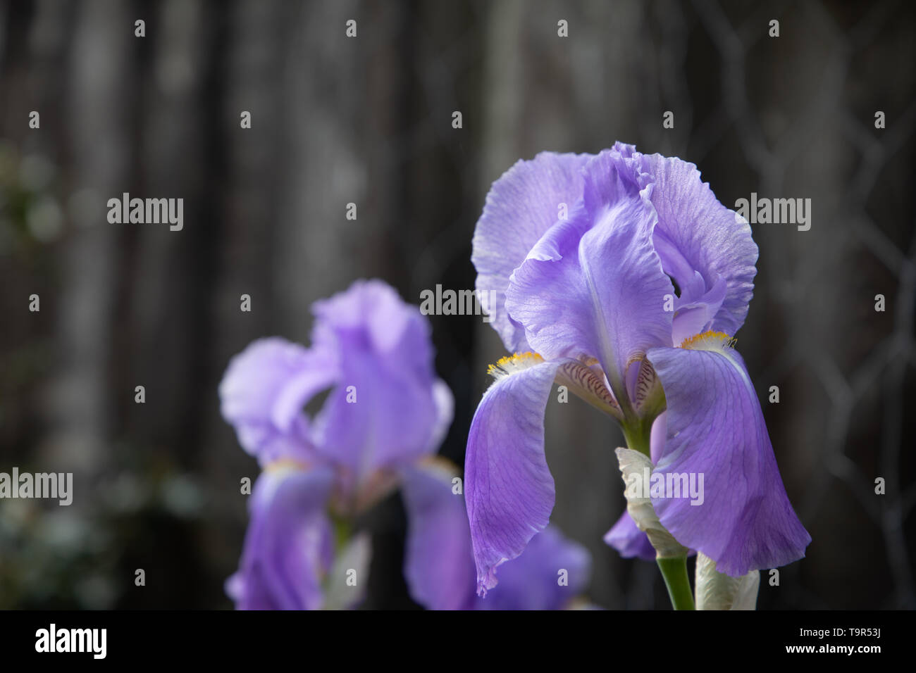 Iris woman flowers hi-res stock photography and images - Alamy