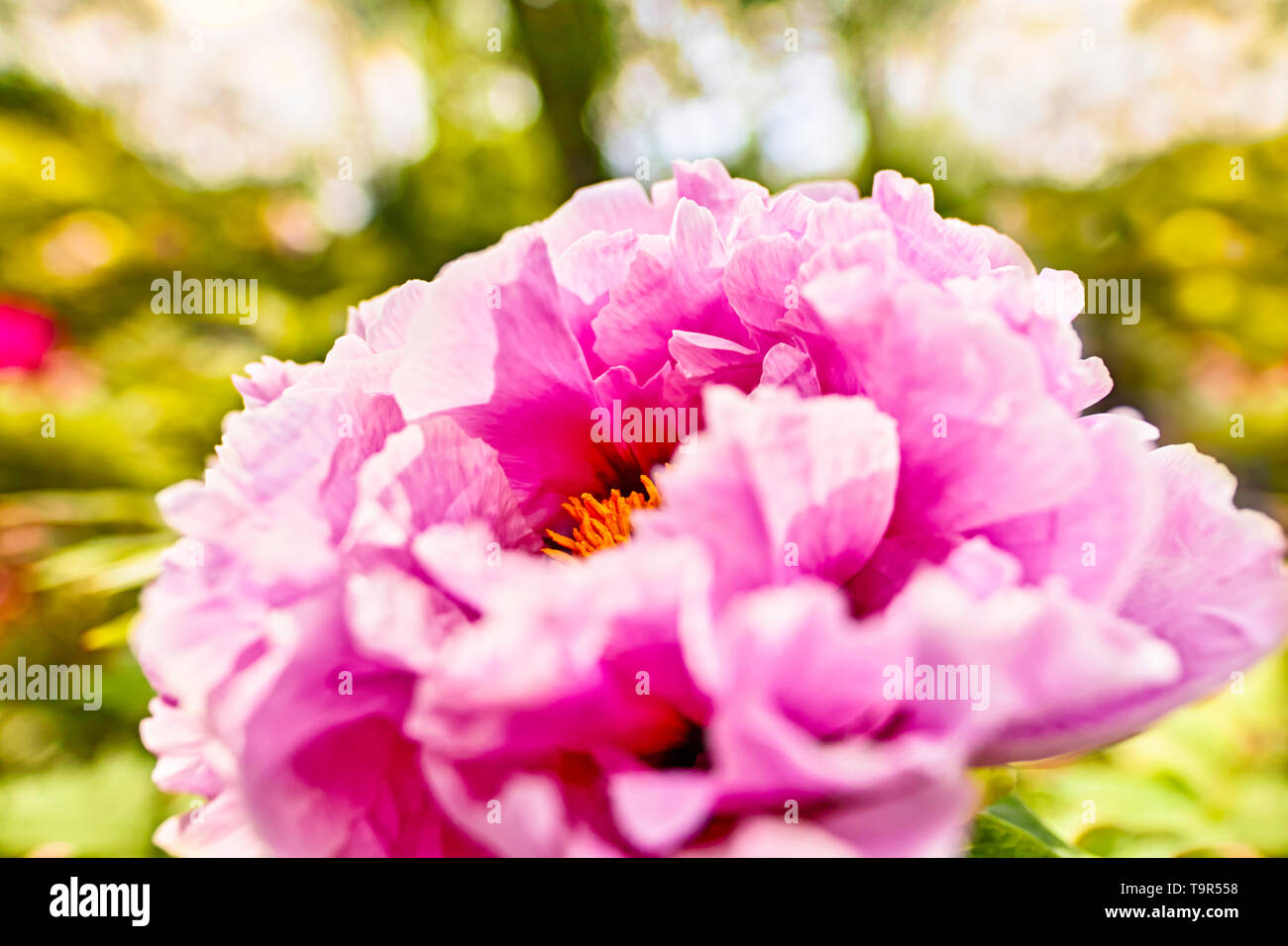 pink peony flowers in the garden Stock Photo - Alamy