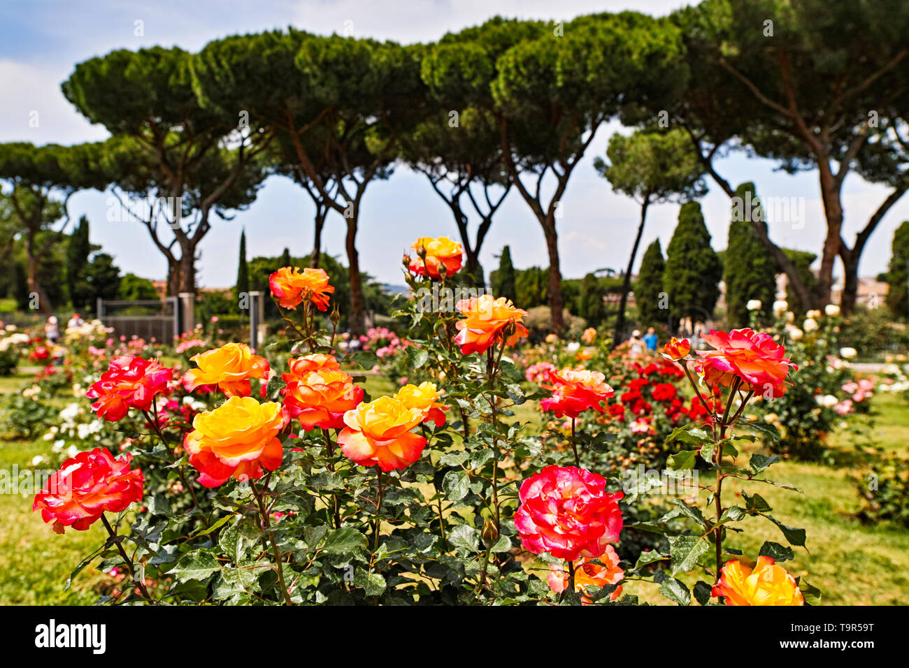 Field of red roses hi-res stock photography and images - Alamy